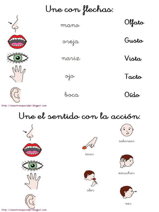 Fichas los sentidos | PPTX