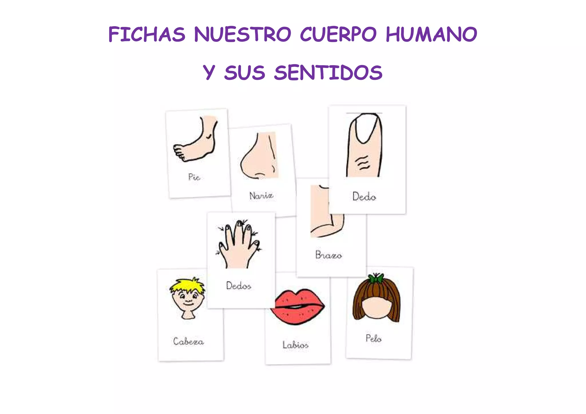 Fichas nuestro cuerpo humano y sus sentidos | PDF