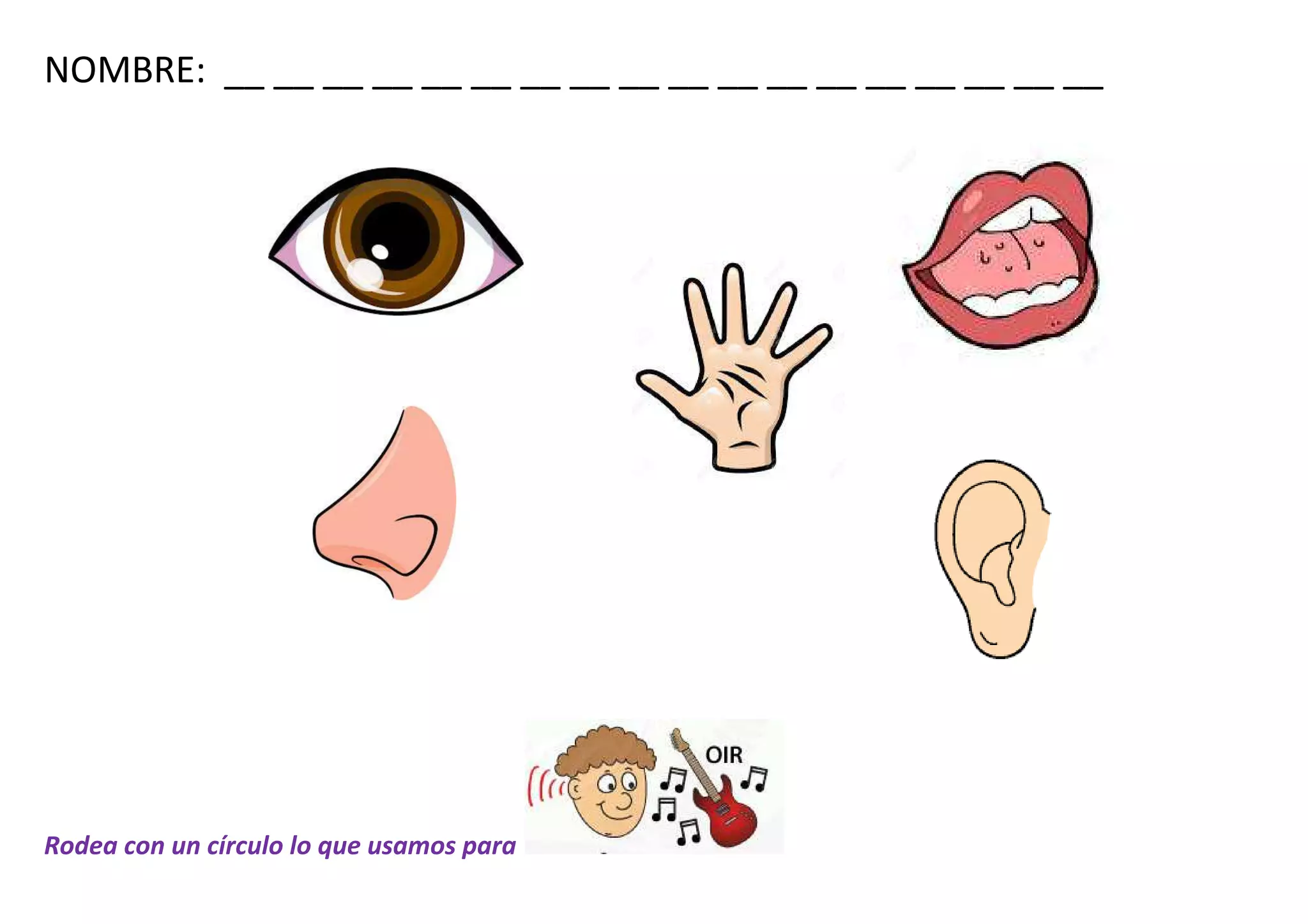 Fichas nuestro cuerpo humano y sus sentidos | PDF