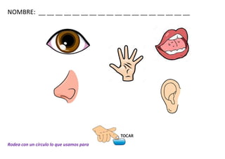 Fichas nuestro cuerpo humano y sus sentidos | PDF