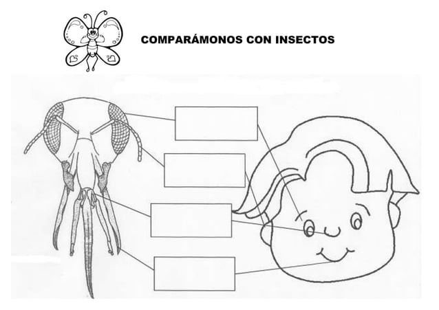 Fichas proxecto insectos | DOCX