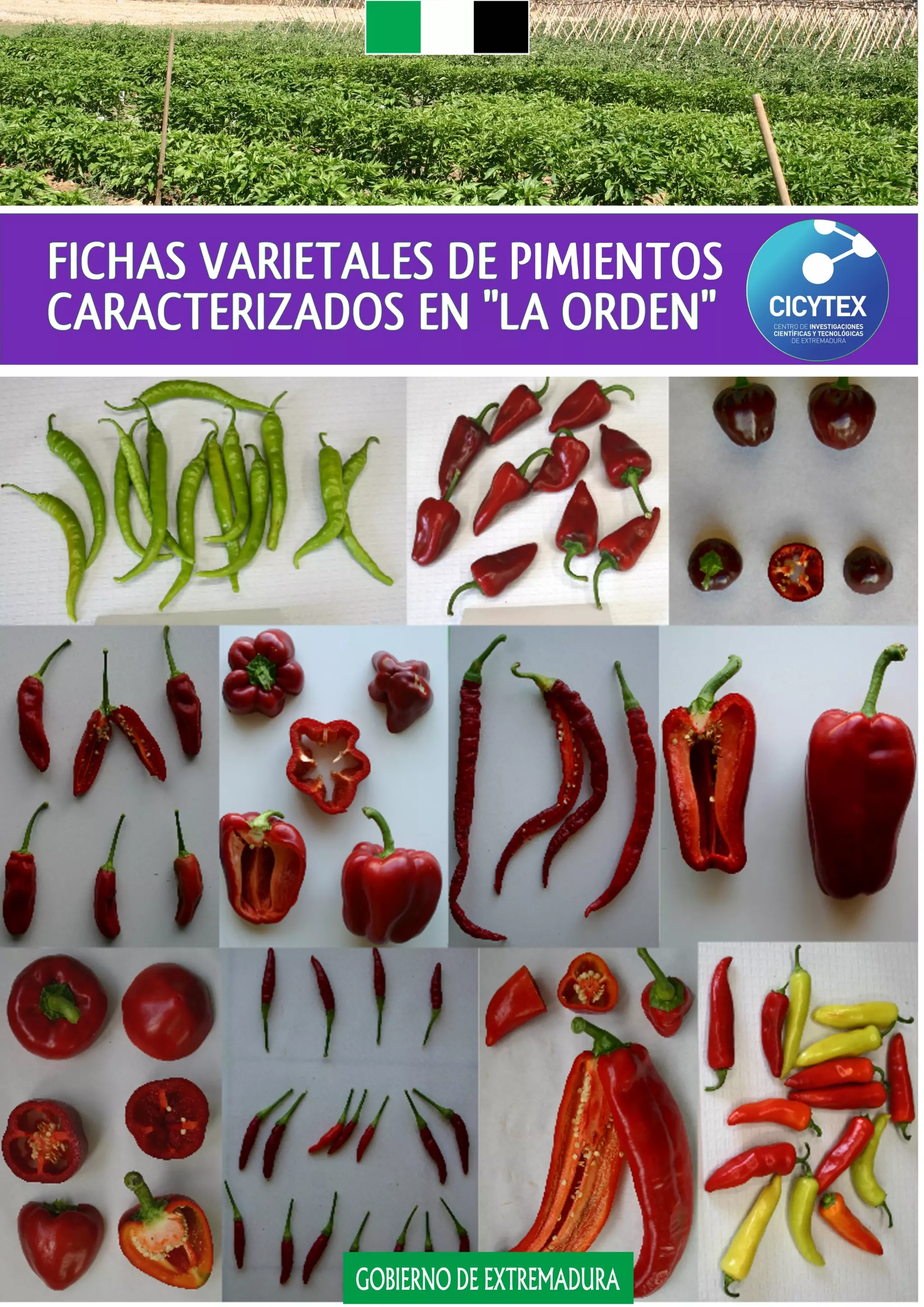 Fichas Varietales de Pimientos Caracterizados en la Finca La Orden | PDF