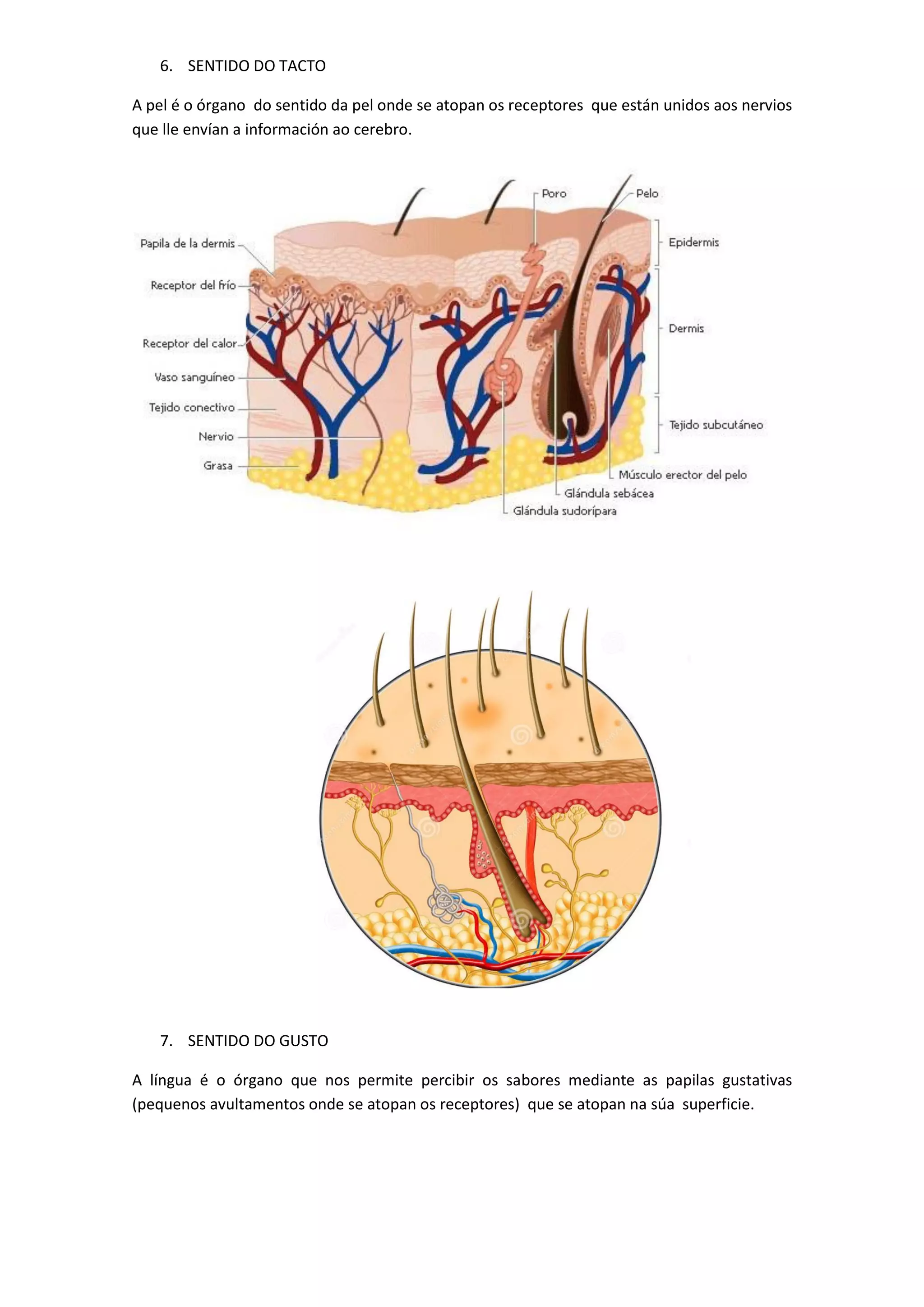 Ficha tema 2 cs | PDF