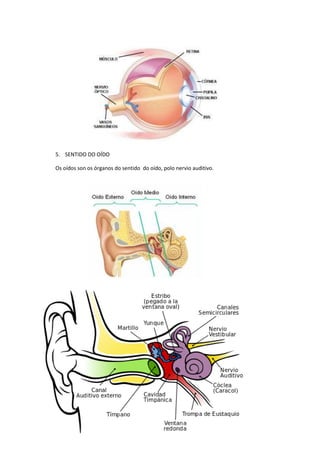 Ficha tema 2 cs | PDF