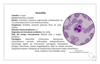 Fichero células hematológicas | PDF