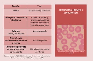 Fichero de hematología | PDF