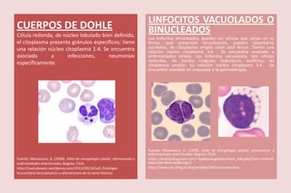 Fichero de hematología | PDF
