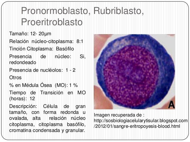 Fichero hematologia, Serie Roja