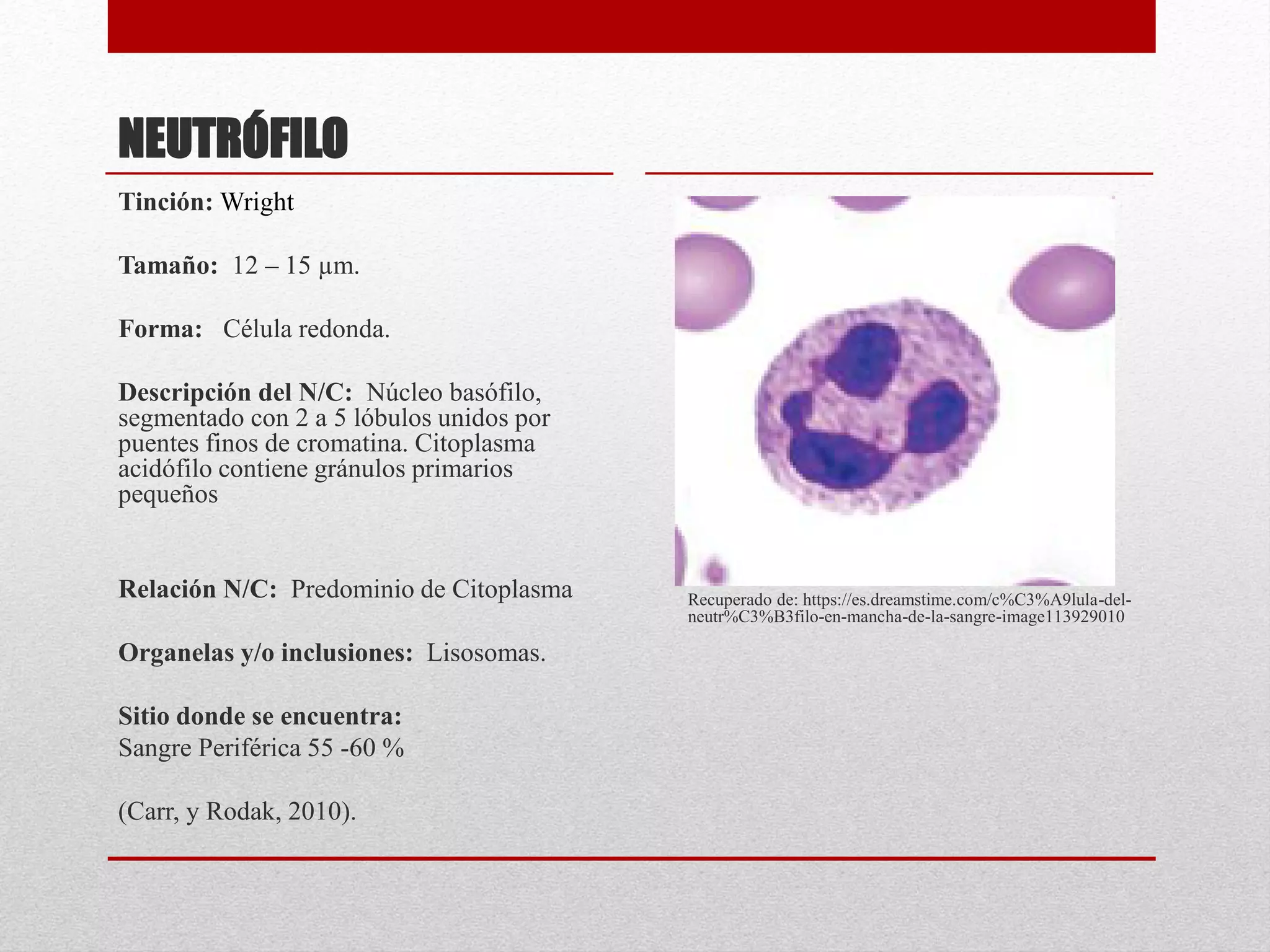Fichero hematologico | PDF