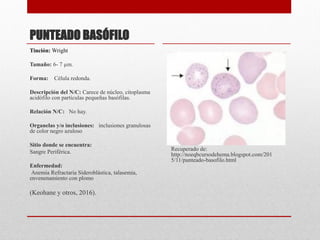 Fichero hematologico | PDF