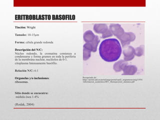 Fichero hematologico | PDF