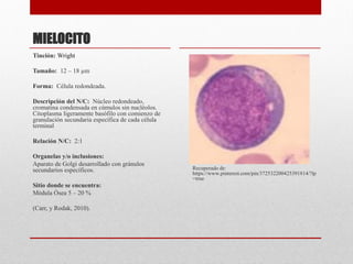 Fichero hematologico | PDF