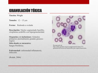 Fichero hematologico | PDF