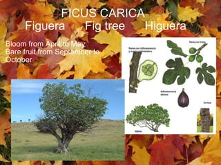 Ficus carica figuera_group_m_angel_lovep | PPT