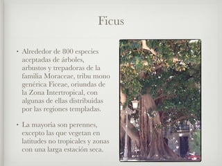 Ficus, parque san francisco | ZIP