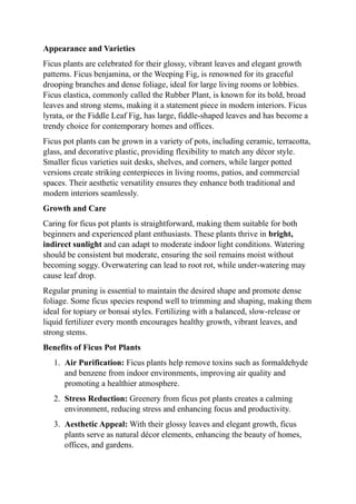 Ficus Pot Plants – Evergreen Indoor & Outdoor Beauty | PDF