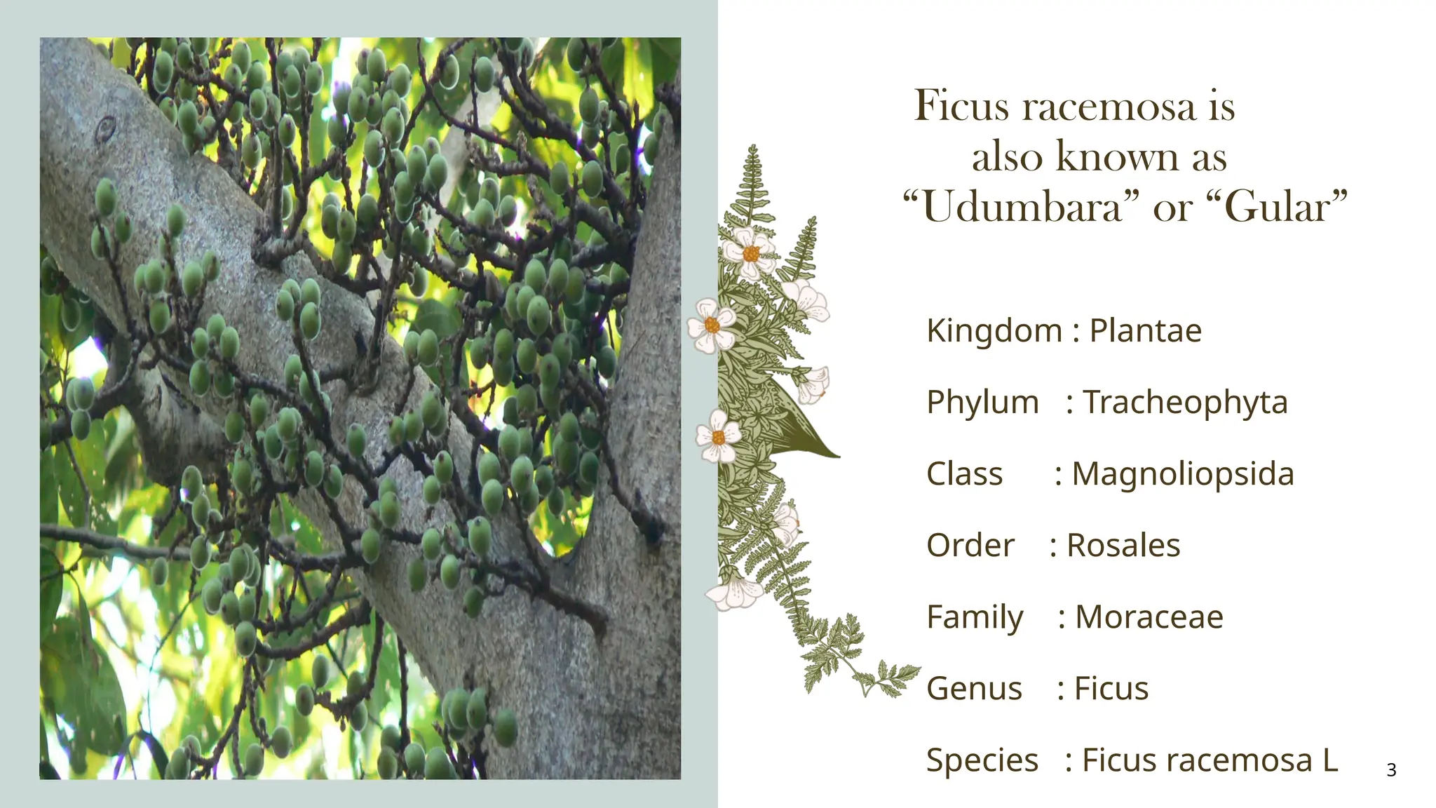 Ficus racemosa.Ashika.pptx for ethnobotical plant and shrubs | PPTX