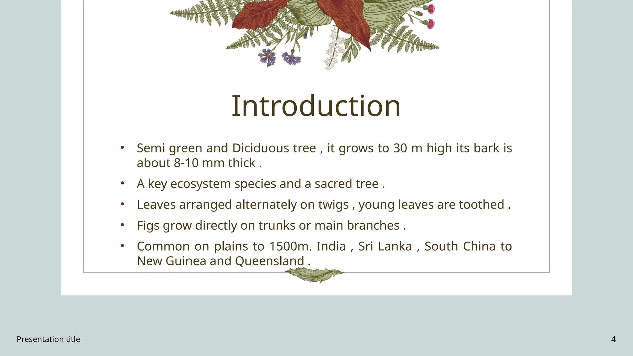 Ficus racemosa.Ashika.pptx for ethnobotical plant and shrubs | PPTX