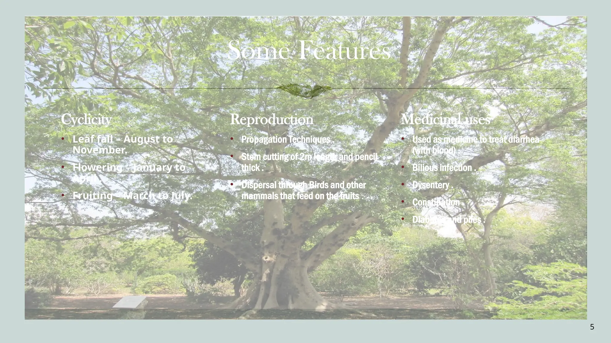 Ficus racemosa.Ashika.pptx for ethnobotical plant and shrubs | PPTX