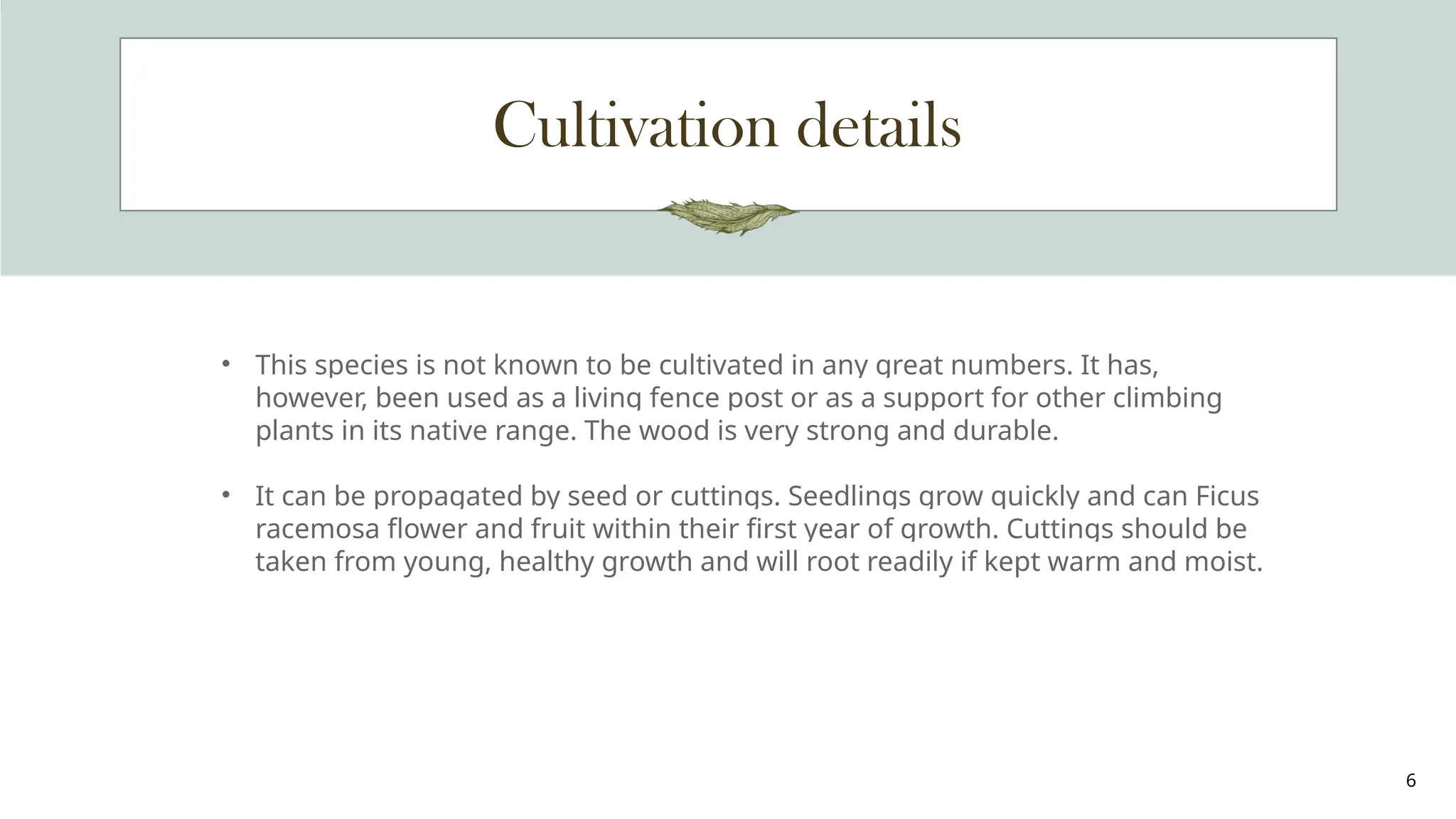 Ficus racemosa.Ashika.pptx for ethnobotical plant and shrubs | PPTX