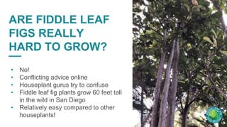 Fiddle Leaf Fig Care 101 Webinar | PPTX