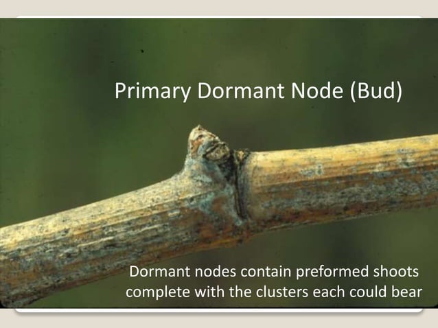 Delayed spring growth | PPT