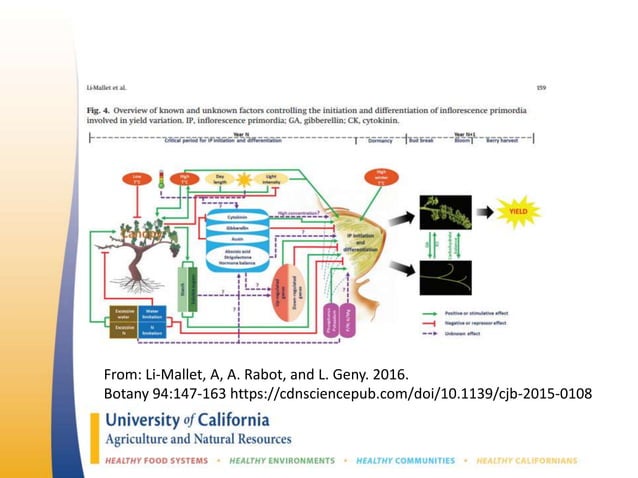 Delayed spring growth | PPT
