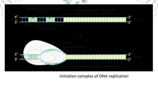 Fidelity of DNA replication | PPTX