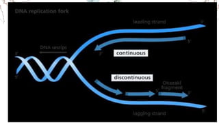 Fidelity of DNA replication | PPTX