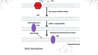 Fidelity of DNA replication | PPTX