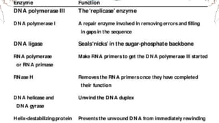 Fidelity of DNA replication | PPTX
