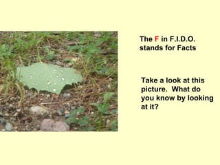Fido Power Point | PPT