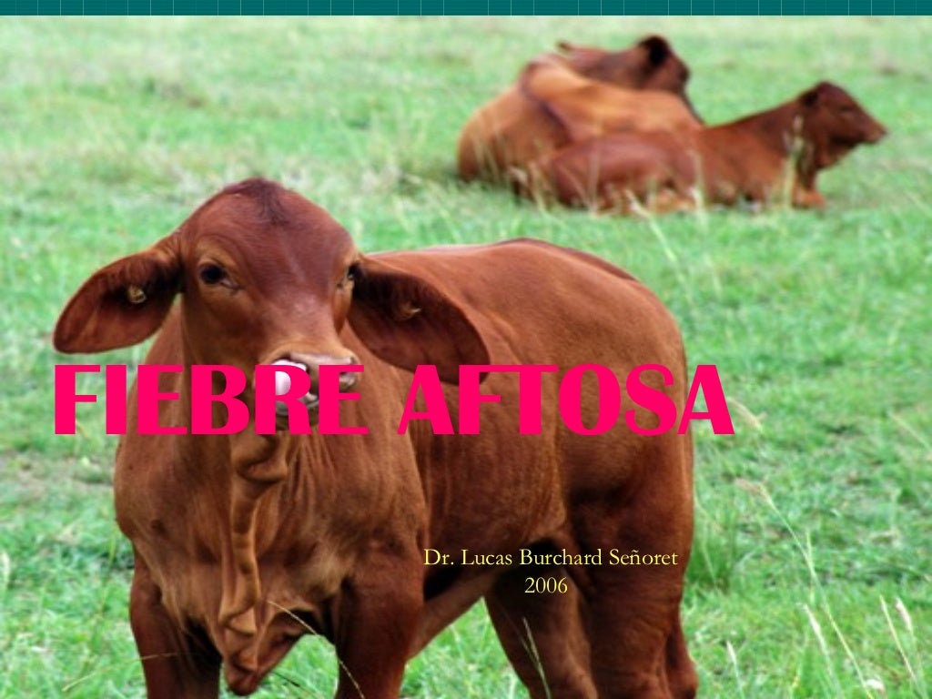 Fiebre Aftosa