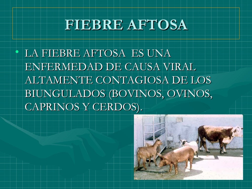 Fiebre Aftosa