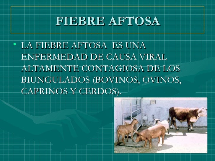 Fiebre Aftosa