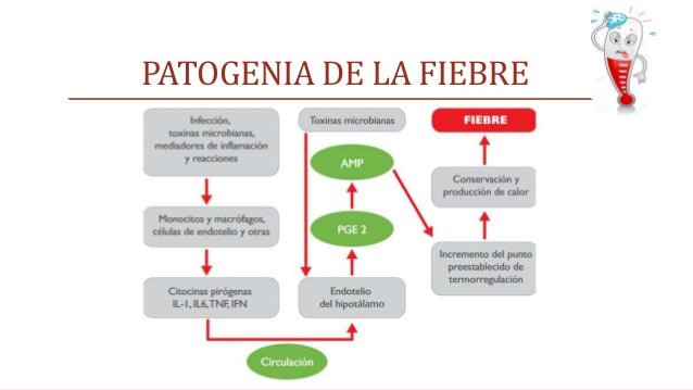 Fiebre medicina interna