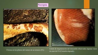 Fiebre aftosa | PPTX