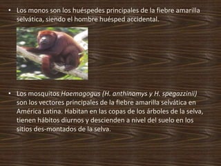 Fiebre amarilla | PPTX