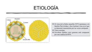 FIEBRE AMARILLA.pptx