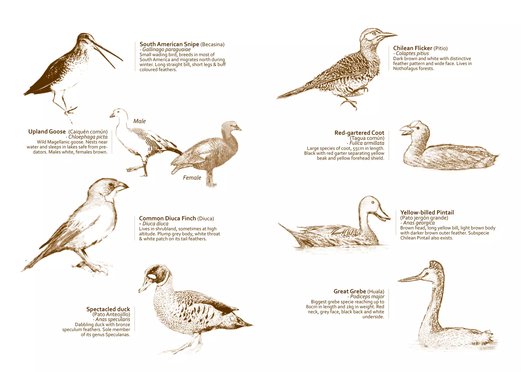 EcoCamp Patagonia - Torres del Paine Field Guide | PDF