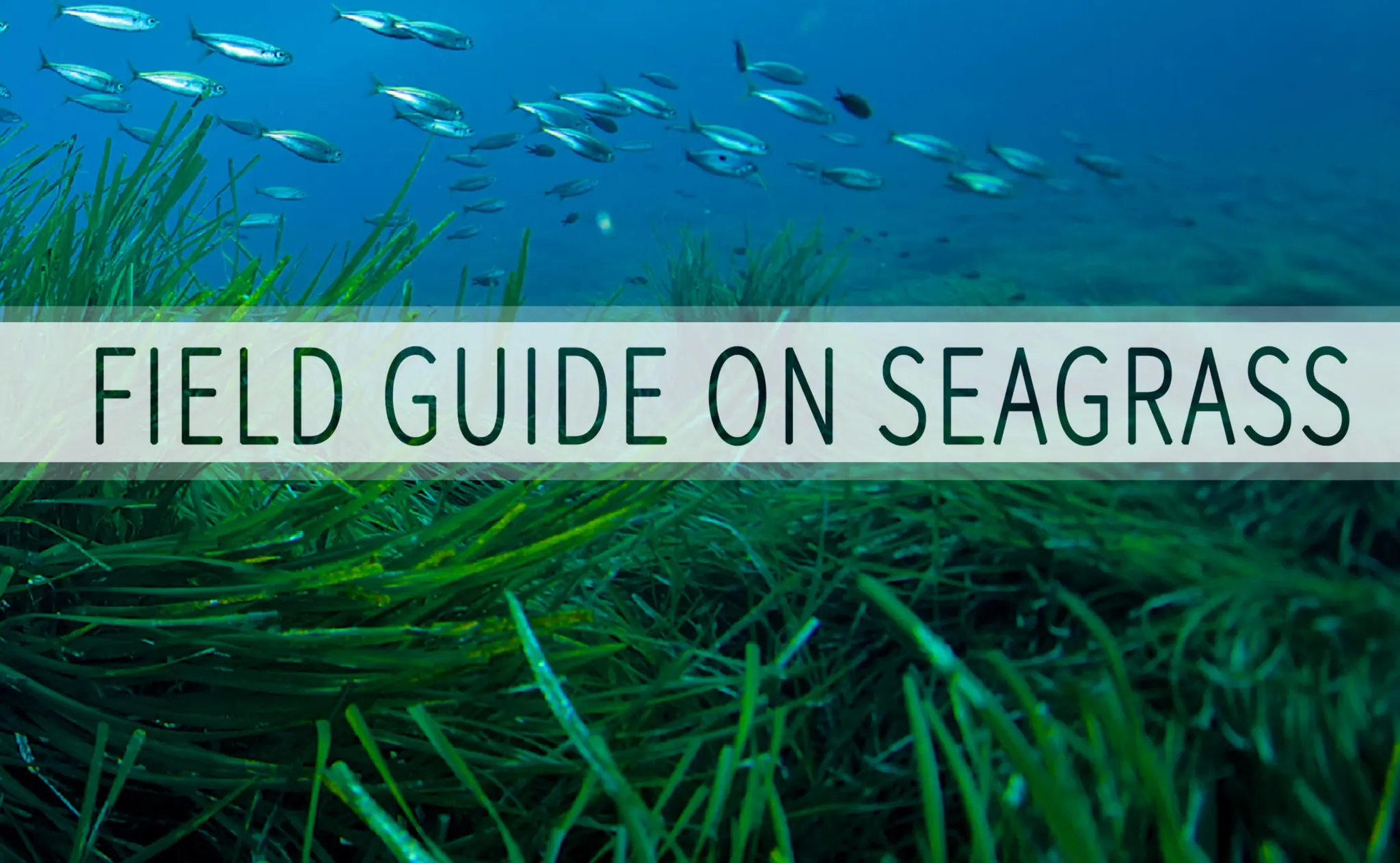 Field-Guide-on-Seagrass sampling methods.pdf