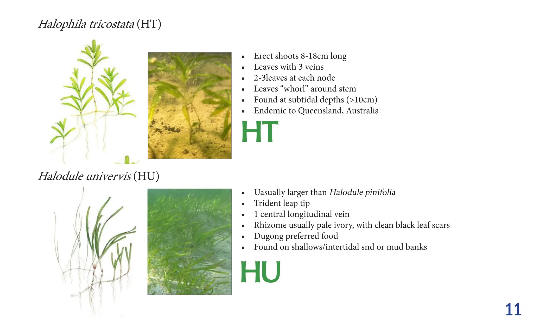 Field-Guide-on-Seagrass sampling methods.pdf