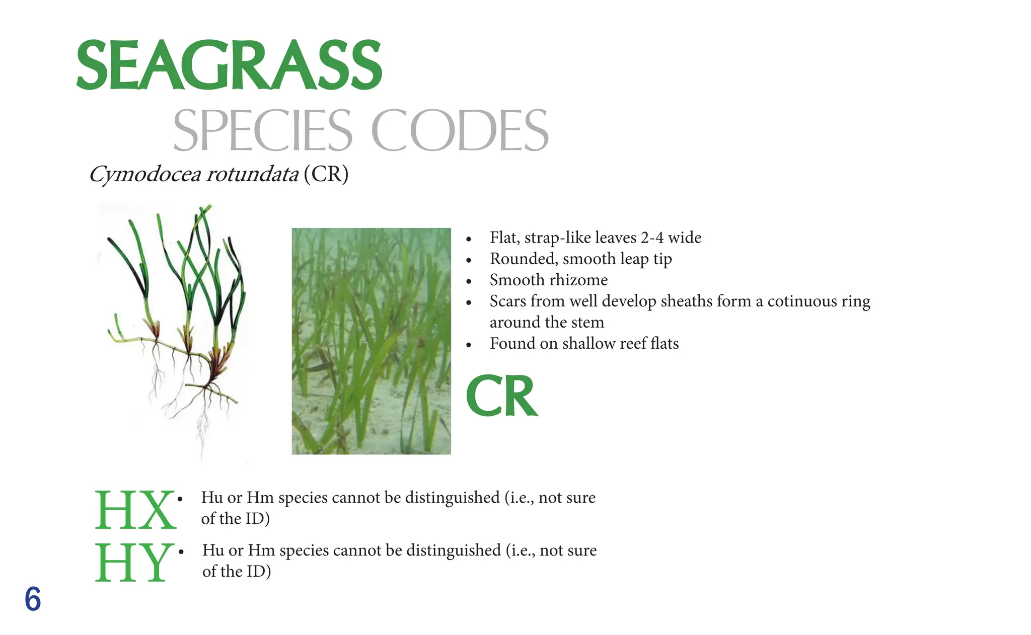 Field-Guide-on-Seagrass sampling methods.pdf