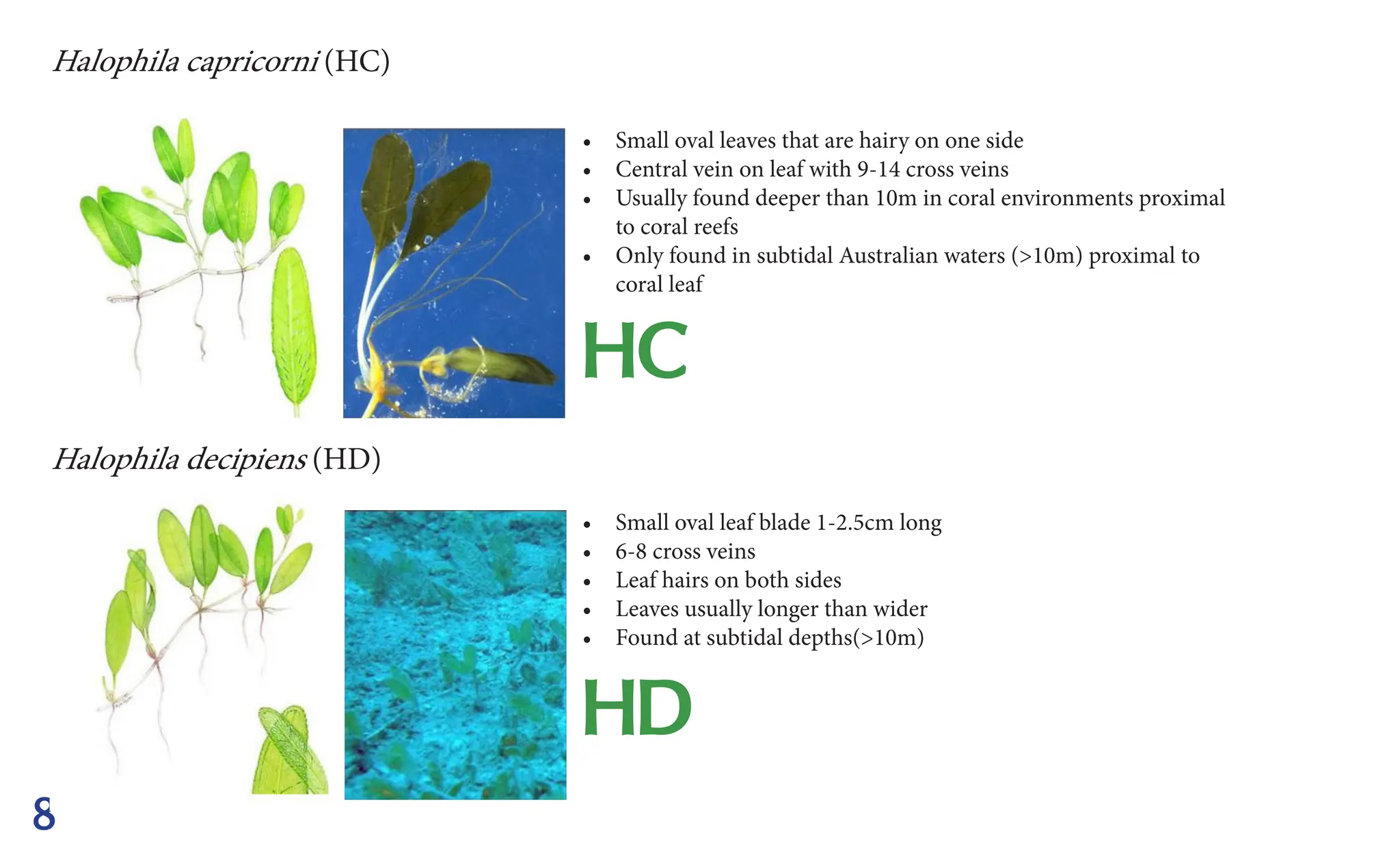 Field-Guide-on-Seagrass sampling methods.pdf