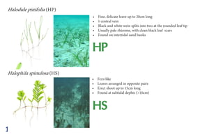 Field-Guide-on-Seagrass sampling methods.pdf