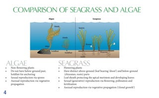 Field-Guide-on-Seagrass sampling methods.pdf
