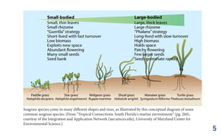 Field-Guide-on-Seagrass sampling methods.pdf