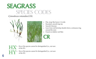 Field-Guide-on-Seagrass sampling methods.pdf