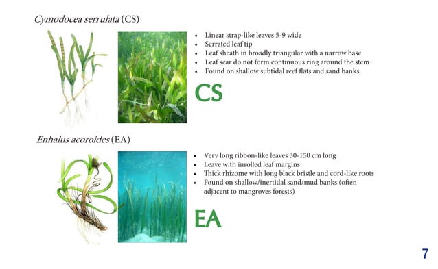 Field-Guide-on-Seagrass sampling methods.pdf