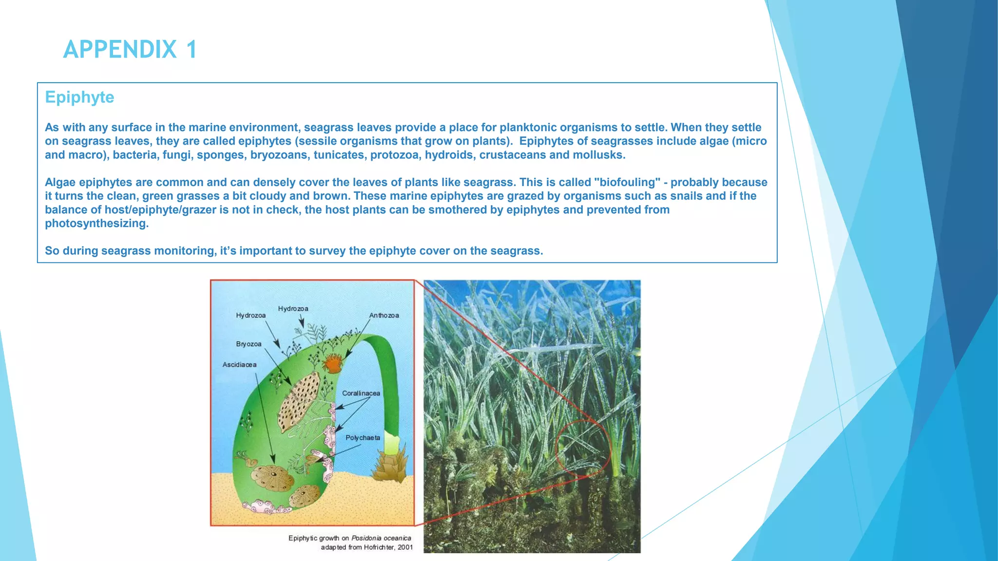 FIELD GUIDE TO SEAGRASS | PDF